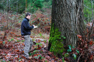 Arborist Reports | TreeSpec Qualified Arborists